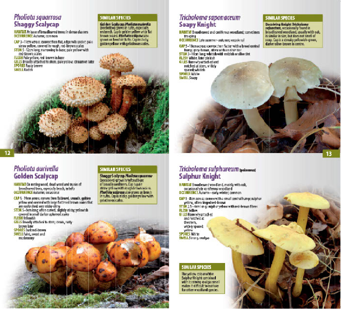 A Guide to Finding WOODLAND FUNGI in Berkshire, Buckinghamshire and ...